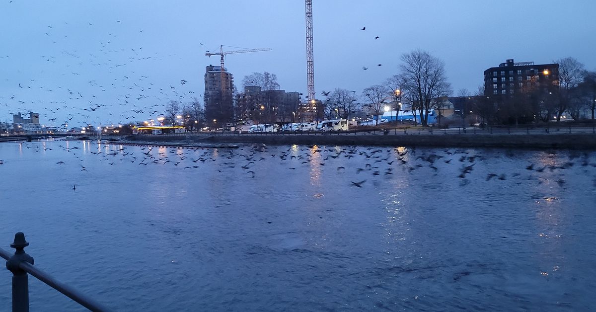 Ny ansökan om skyddsjakt på skarv längs Gavleån | SVT Nyheter