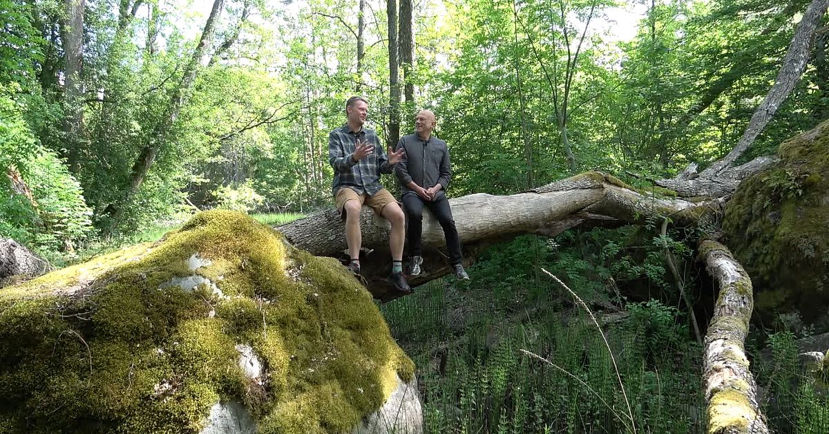 Fler unga vuxna vill vandra: ”Småland är underskattat” | SVT Nyheter