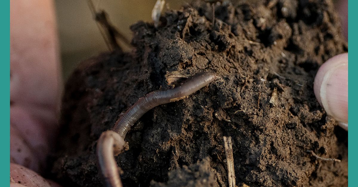Så kan biokol rena mark – och göra nytta för klimatet | SVT Nyheter