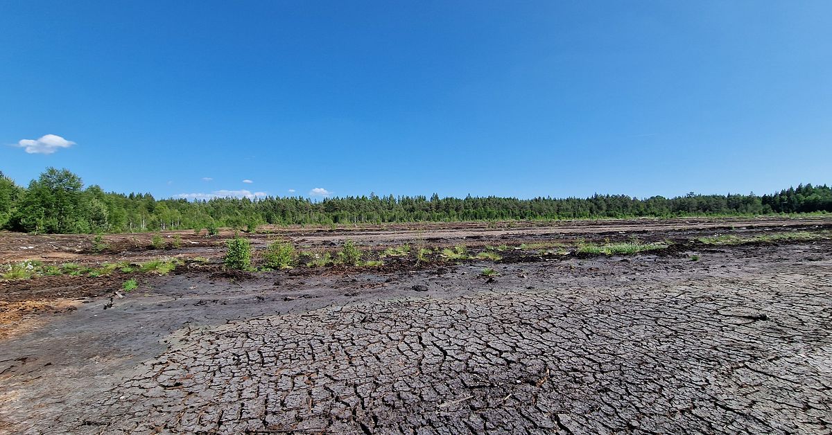 Småländska torvtäkter blir solcellsparker | SVT Nyheter