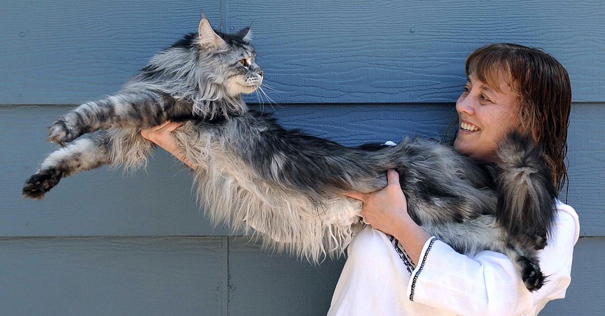 Världens längsta katt död | SVT Nyheter