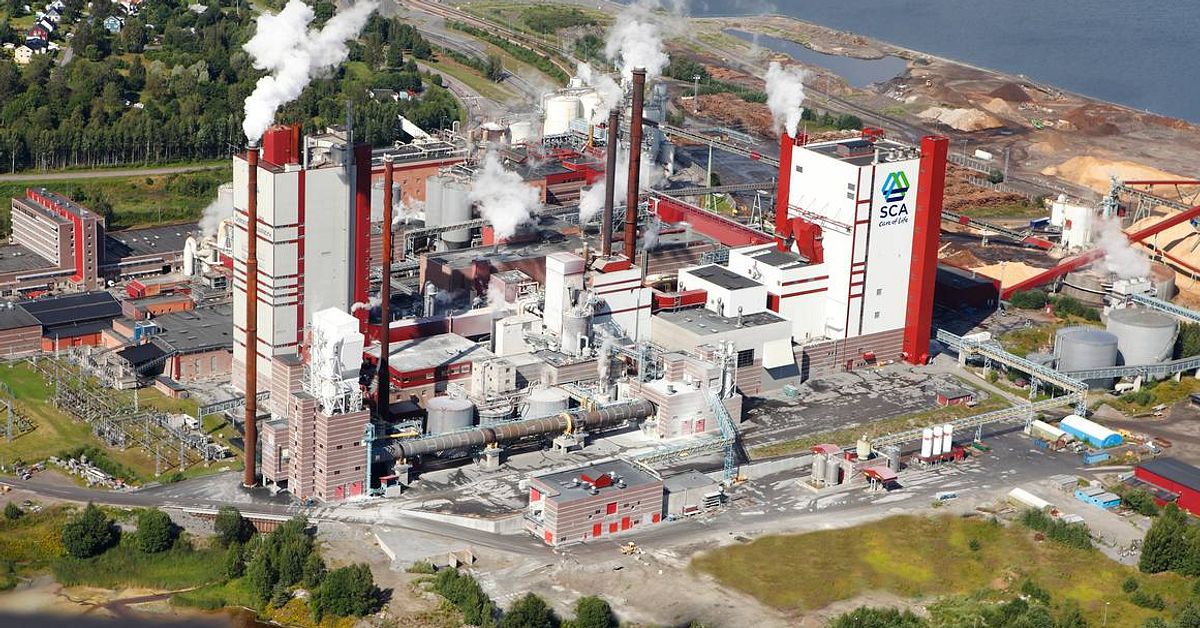 Uppgifter: Miljardbud på SCA:s skog | SVT Nyheter