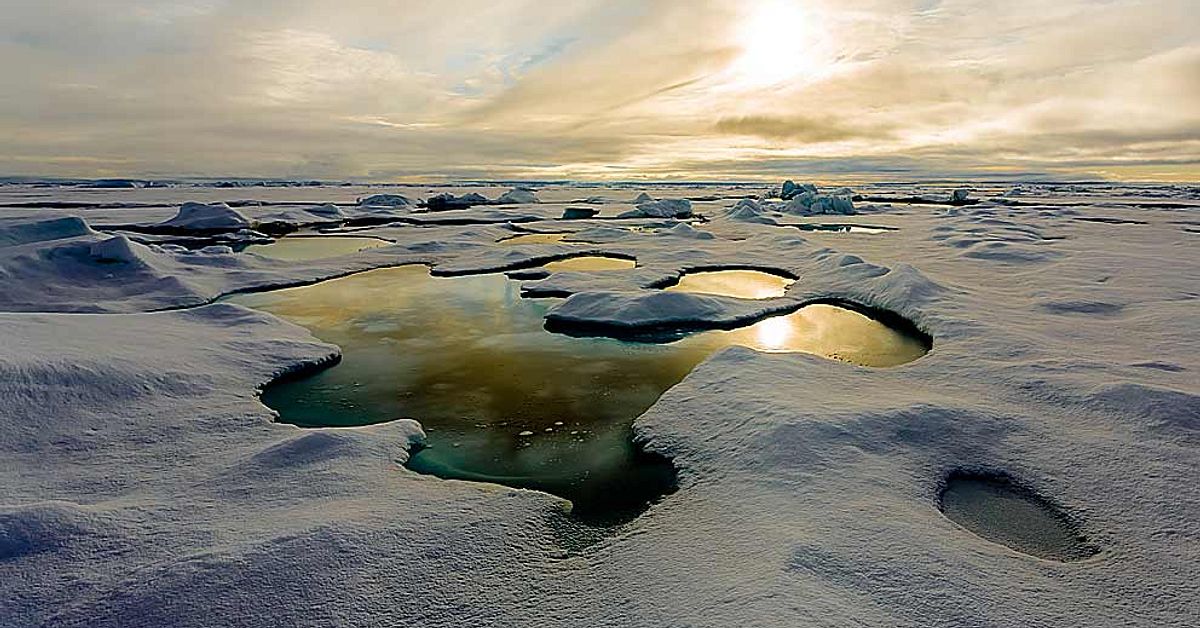 Arktis nedsmältning förändrar ekosystemen | SVT Nyheter