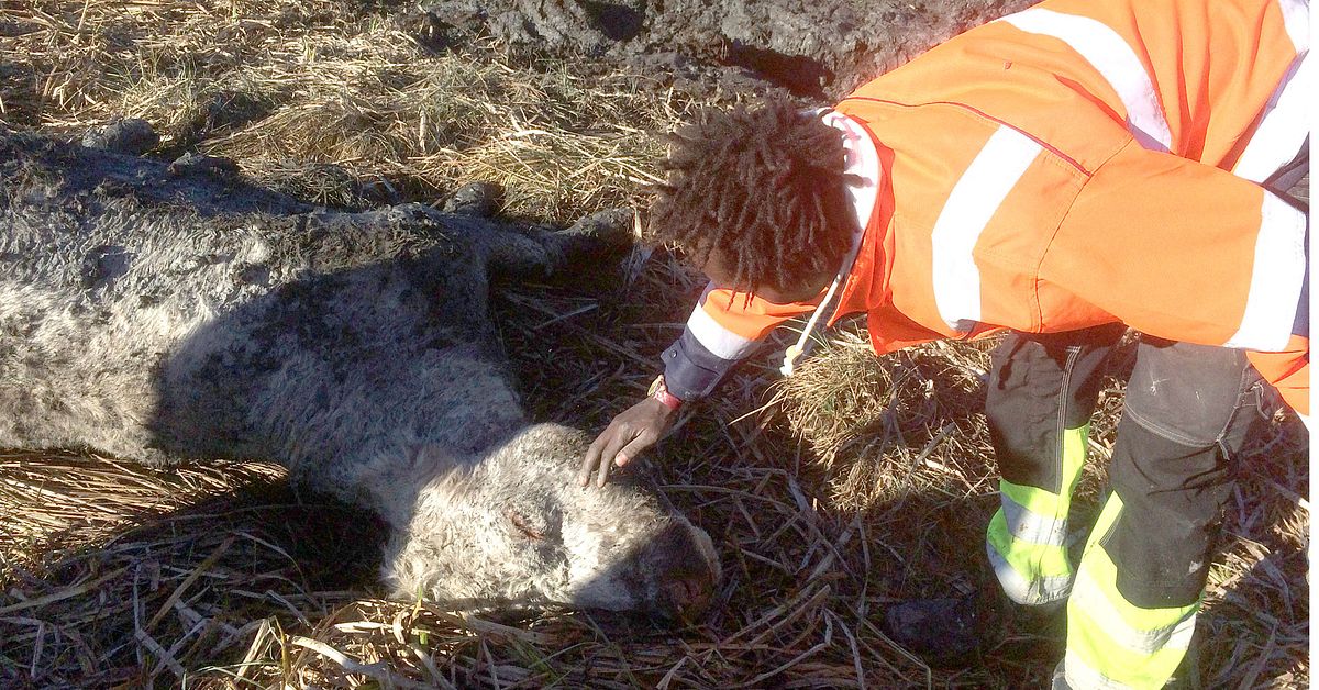 Ko som fastnat i sankmark fick avlivas | SVT Nyheter