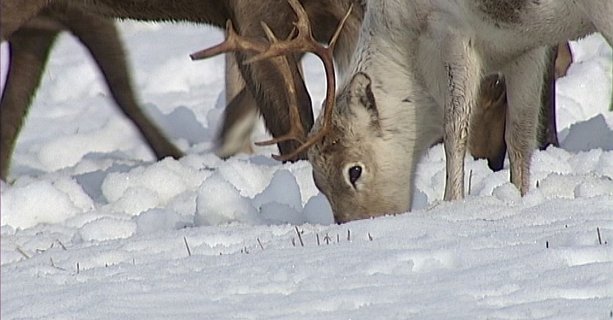 Läs renskötarens svar till Edward Riedl | SVT Nyheter