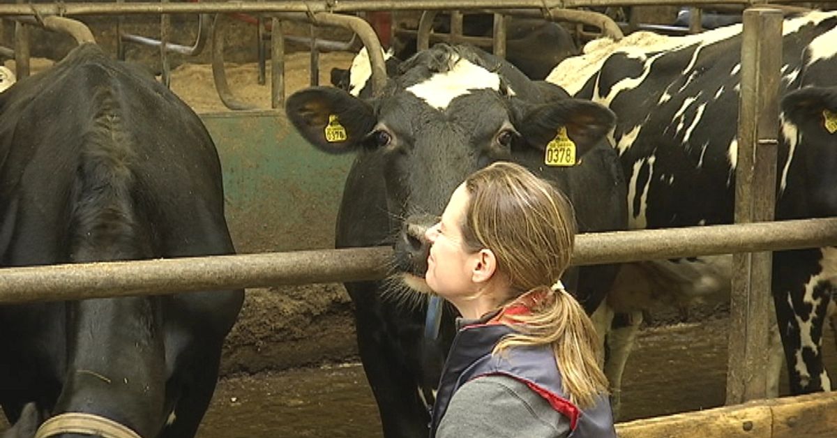 Karin Nalbin är Mullsjös sista mjölkbonde | SVT Nyheter