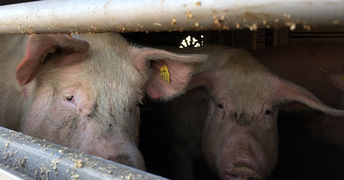 Slaktade grisar utan tillräcklig bedövning | SVT Nyheter