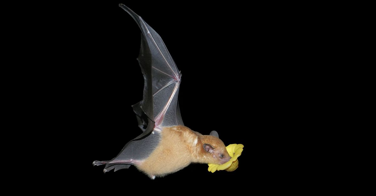 Tycke och smak – så styr fladdermusen blommans evolution | SVT Nyheter