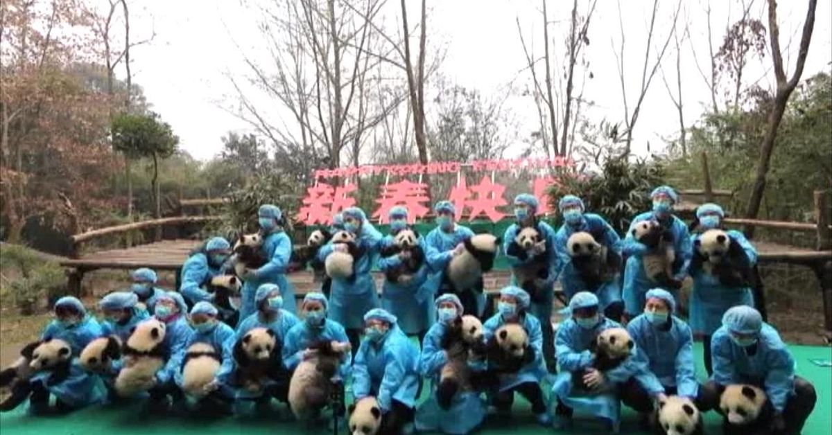 Pandaungar firar kinesiskt nyår med gruppfoto | SVT Nyheter