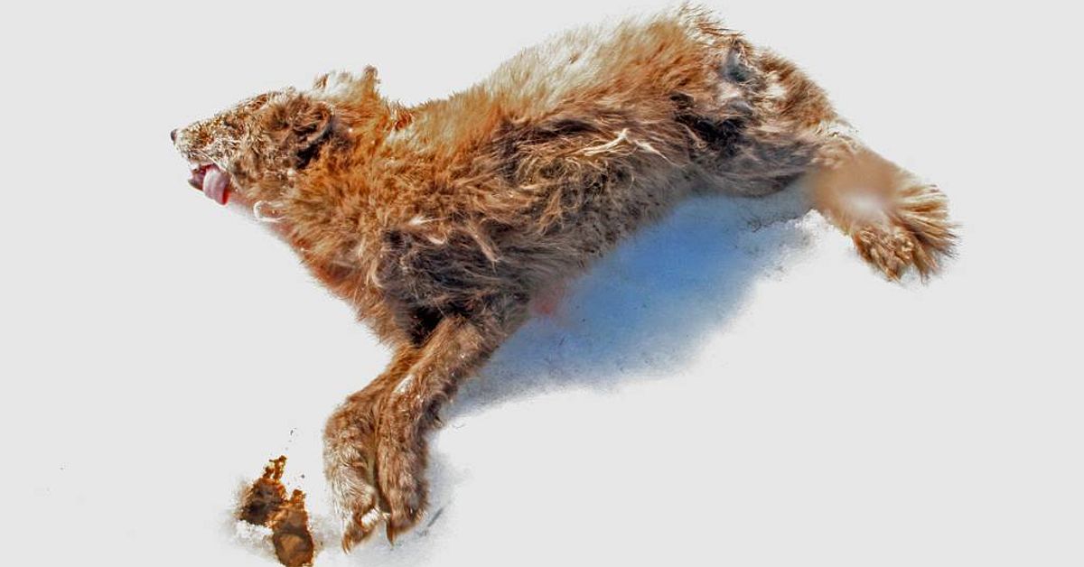 Fjällräv kraftigt angripen av skabb | SVT Nyheter