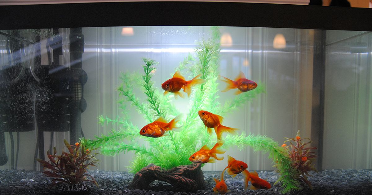 Rörmokare räddade guldfiskar i avloppet | SVT Nyheter