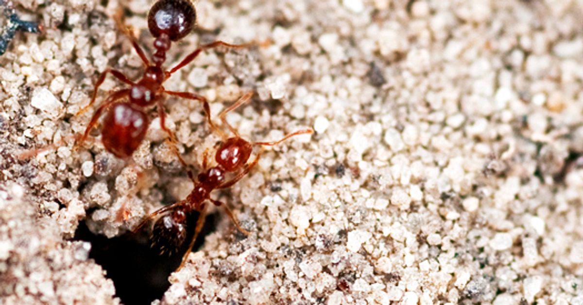 Så rör sig myror under marken | SVT Nyheter