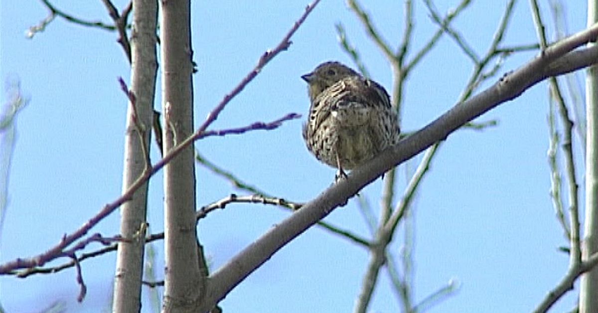 Första vårfåglarna redan här | SVT Nyheter