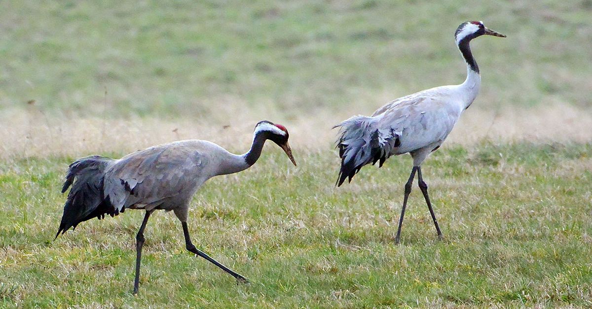 Första vårfåglarna har nått Sydsverige | SVT Nyheter
