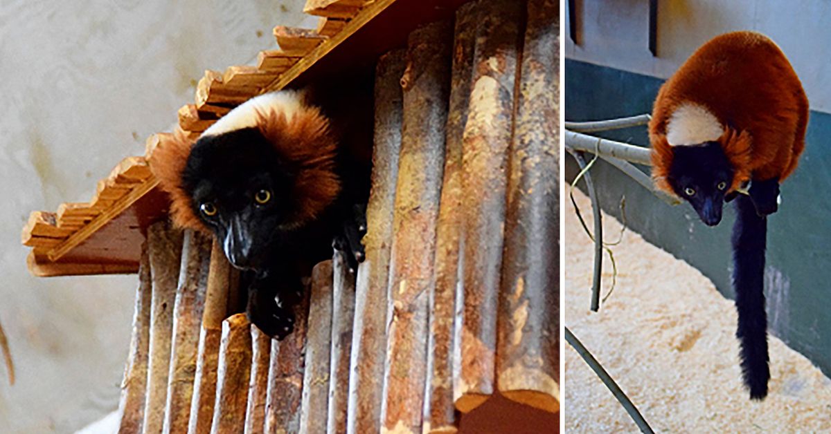 Ny utrotningshotad lemurart flyttar in på Furuvik | SVT Nyheter