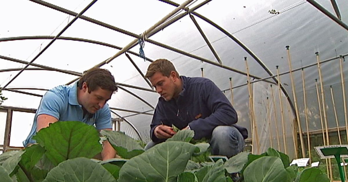 Reklamsäljaren blev surrogatbonde | SVT Nyheter