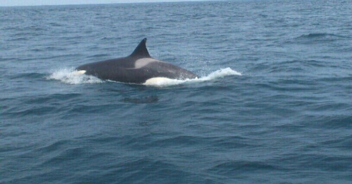 Späckhuggare utanför Smögen | SVT Nyheter