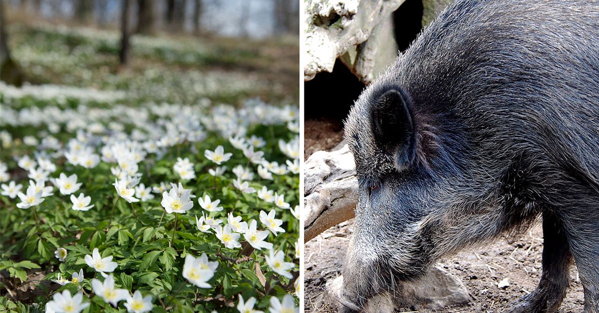 Berömda vitsippor hotas av vildsvin | SVT Nyheter