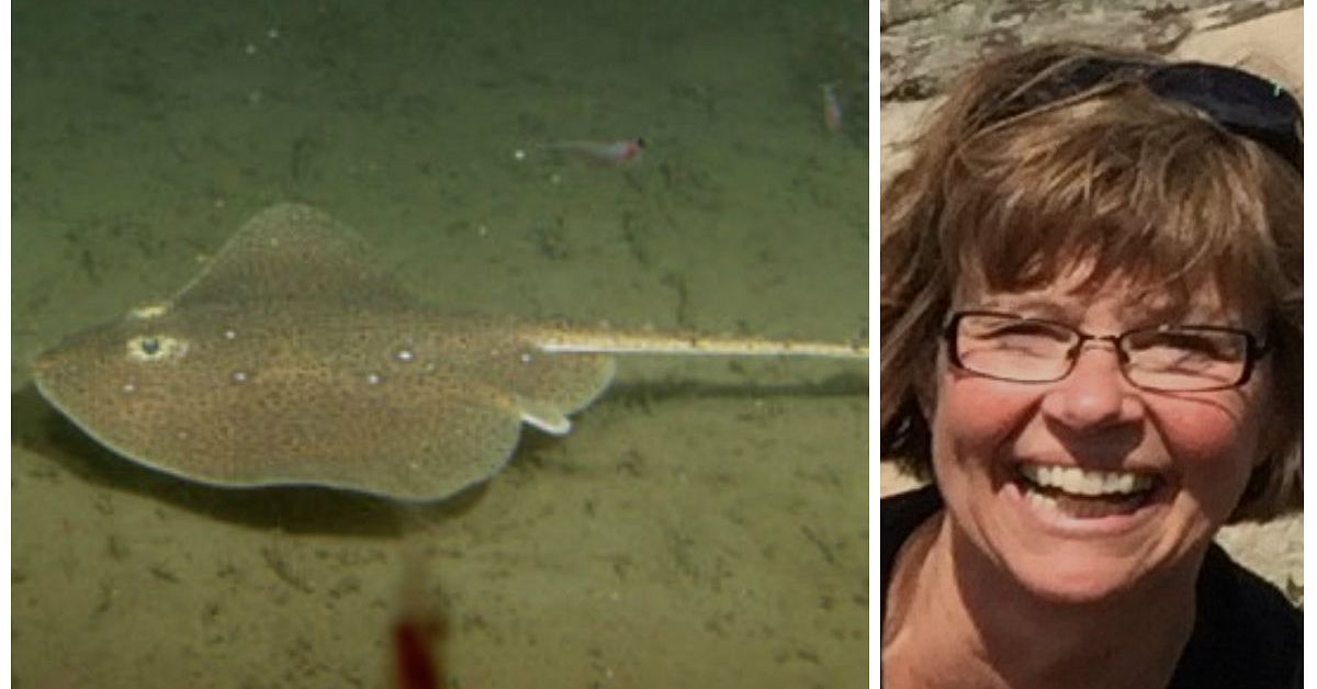 Fisken som rockar fett i Kosterhavet | SVT Nyheter