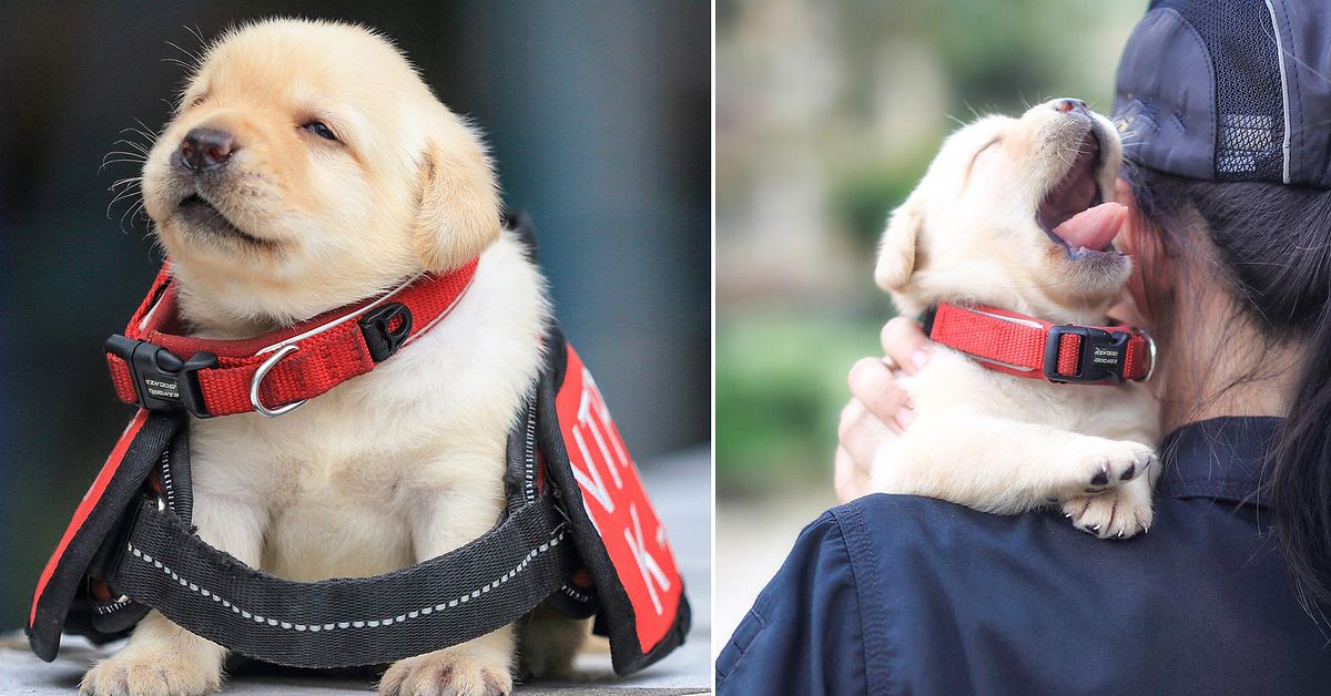 Nyfödd fyrbent superpolis gör global gull-succé | SVT Nyheter