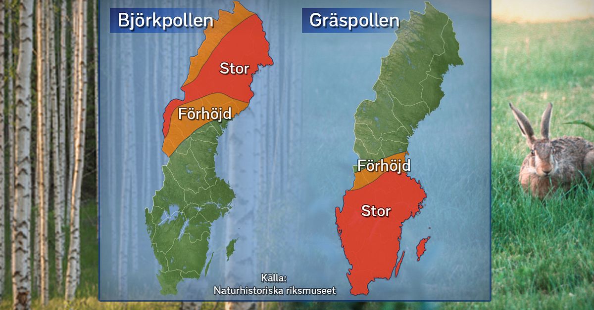 Pollen | SVT Nyheter