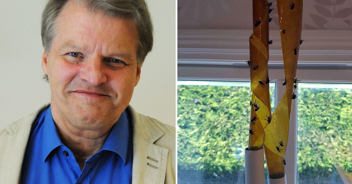 Flugexperten: ”Nej, inget flugår i år” | SVT Nyheter