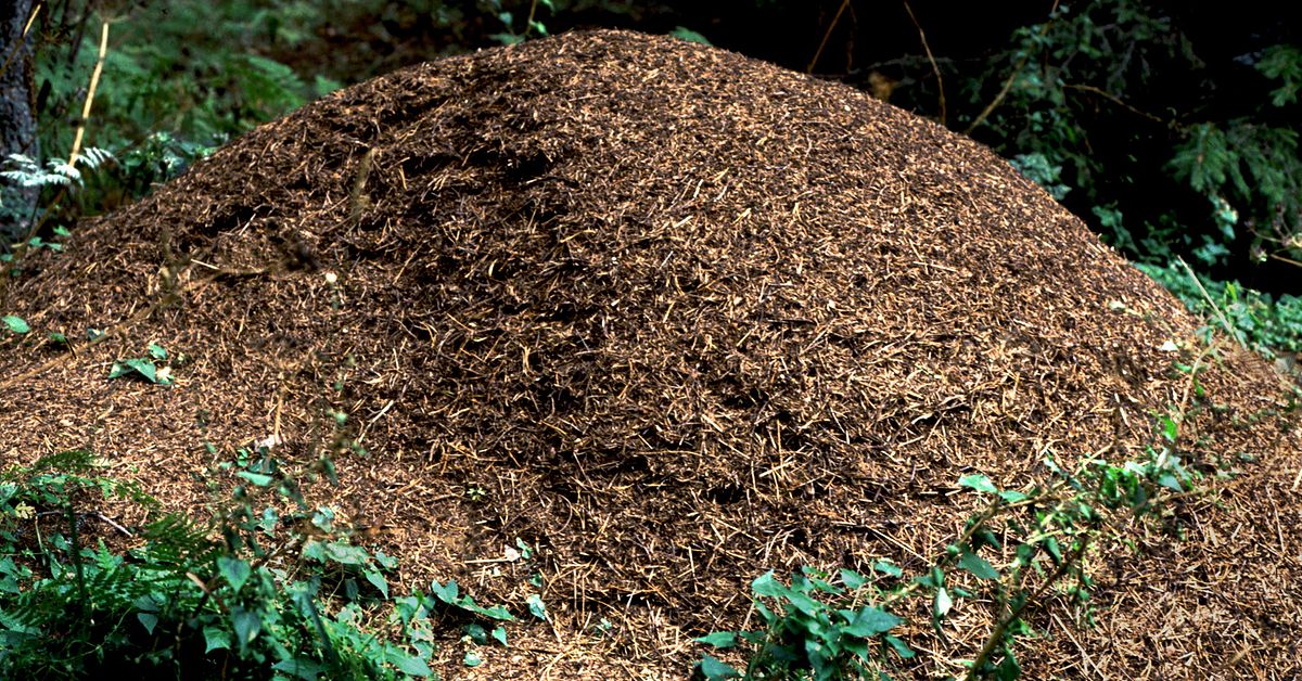 Myrstack började brinna | SVT Nyheter