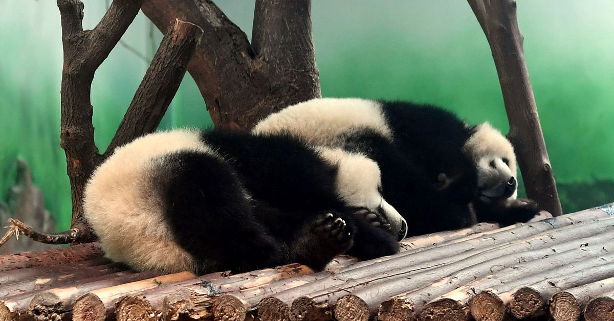 Film på ”misshandlade” pandaungar väcker ilska i Kina | SVT Nyheter