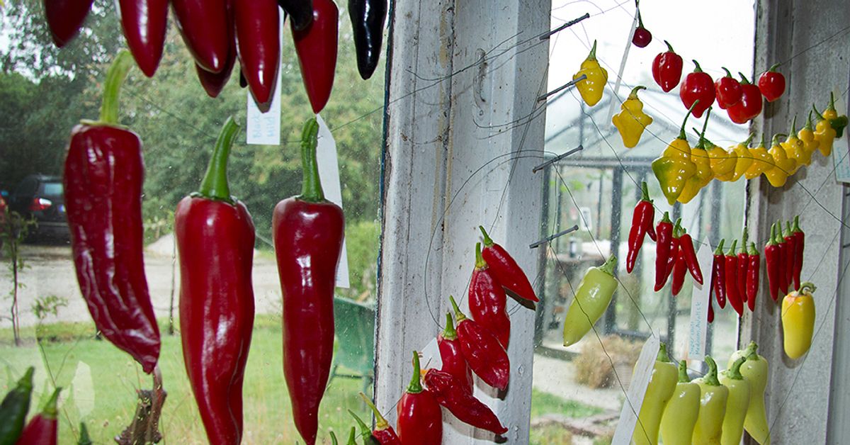 Chili kan hjälpa mot kronisk hosta | SVT Nyheter