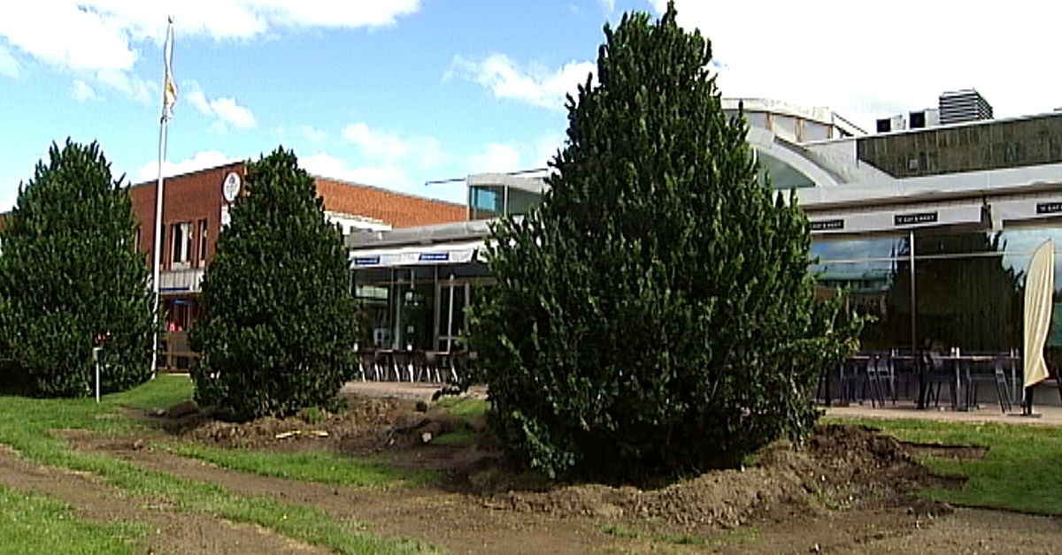 Flytten av almar stoppad | SVT Nyheter