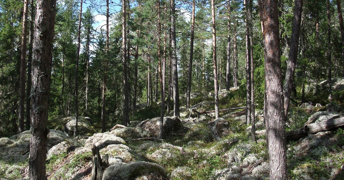 Vill göra hela Lunsen till naturreservat | SVT Nyheter