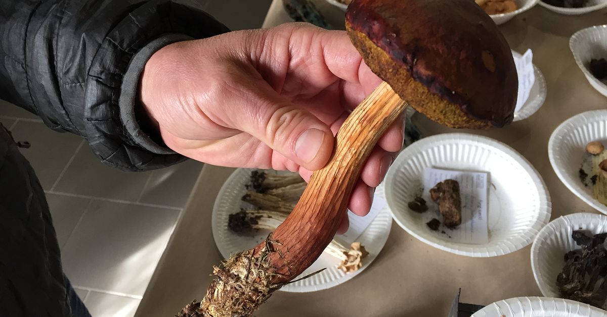 Ovanlig svamp hittad på Öland | SVT Nyheter