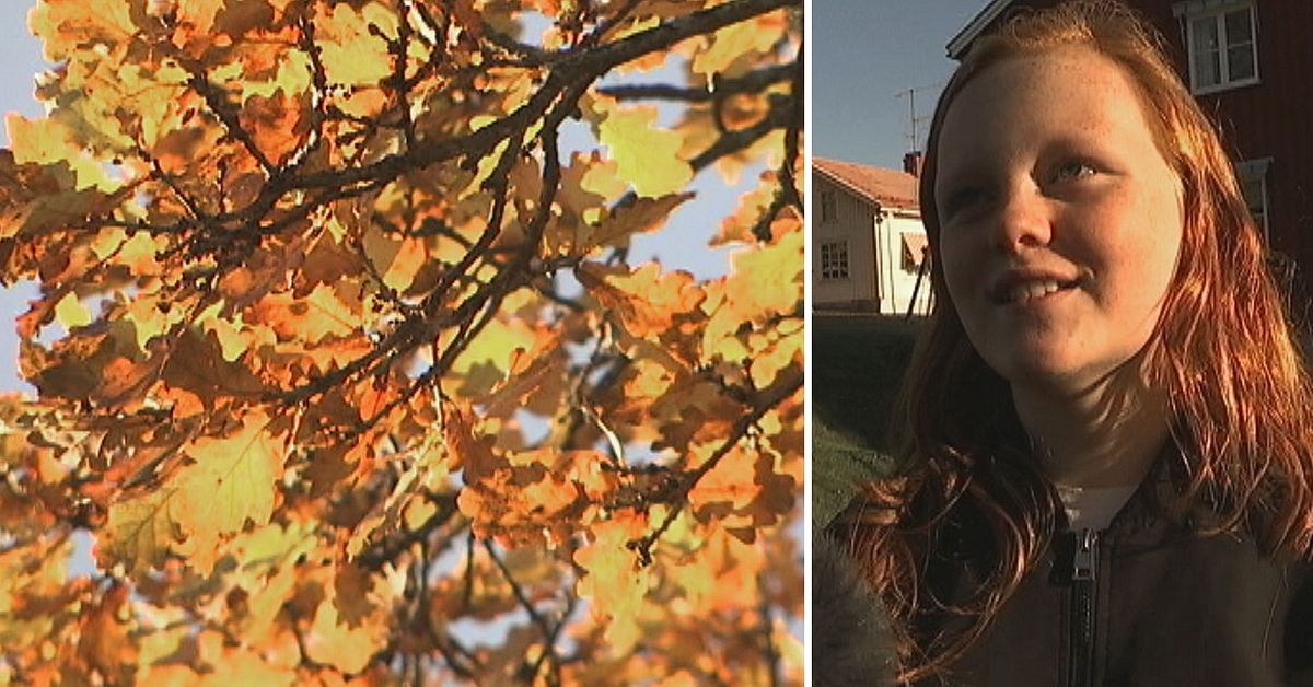 Nu Faller Löven Och Kartläggs Av Barn Svt Nyheter