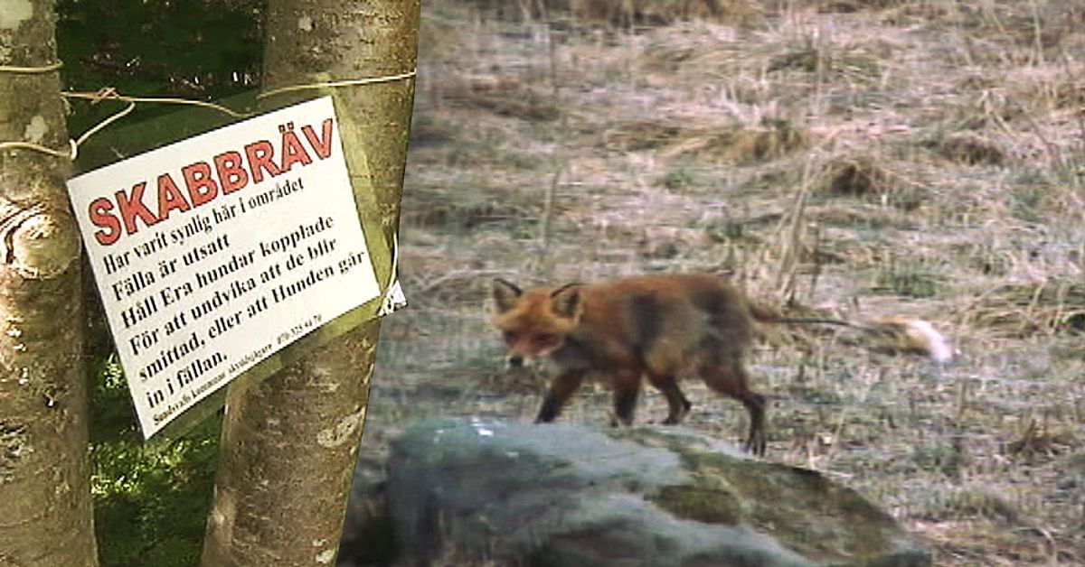 Många skabbrävar i år | SVT Nyheter