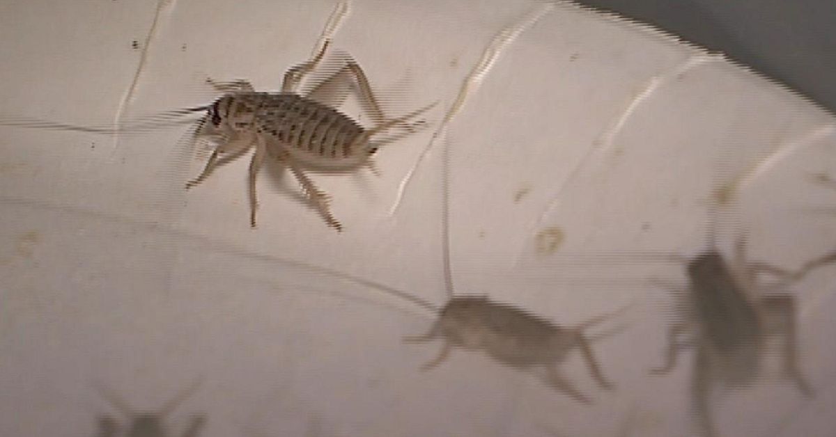 Nytt bröd med syrsor i | SVT Nyheter