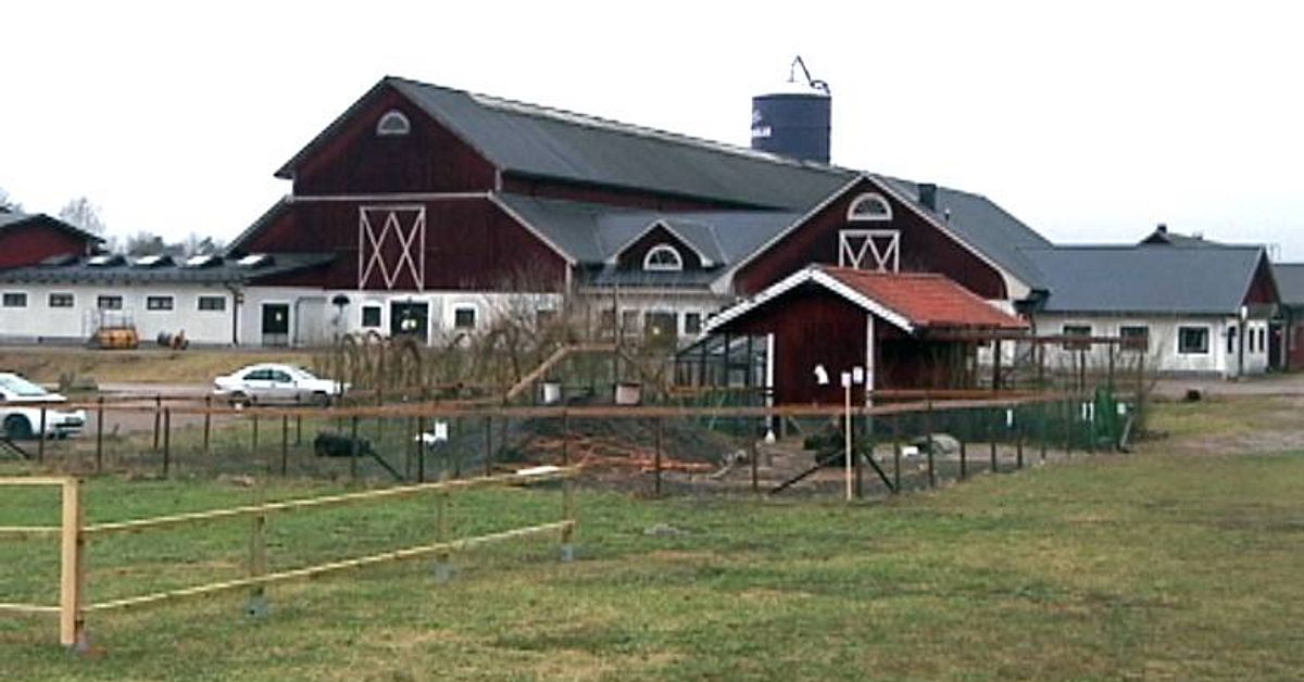 Jällaskolan blir ekologisk – ska leverera mat till Uppsalas skolor | SVT Nyheter