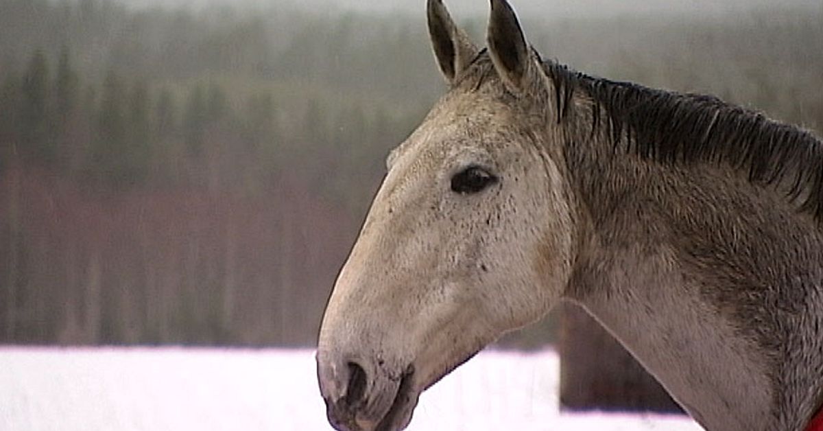 Elsa anmäler Kronofogden för lagbrott | SVT Nyheter