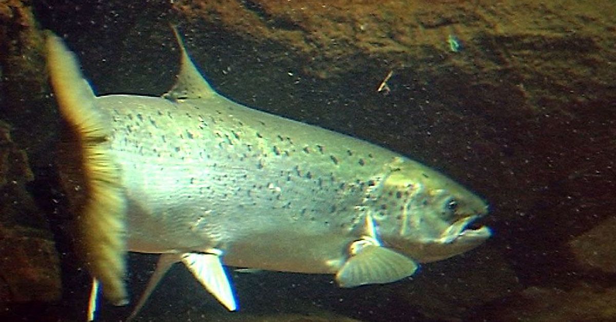 Hanfisk slipper äggstockar med bättre rening | SVT Nyheter