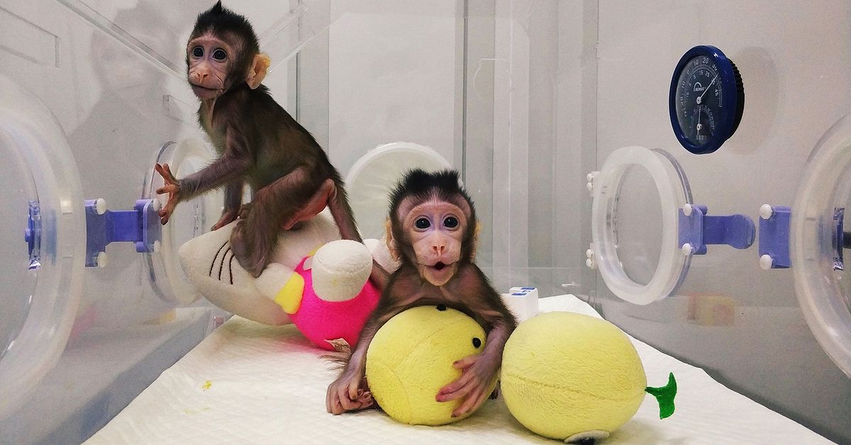 Vetenskapliga genombrottet: Världens första klonade apor | SVT Nyheter