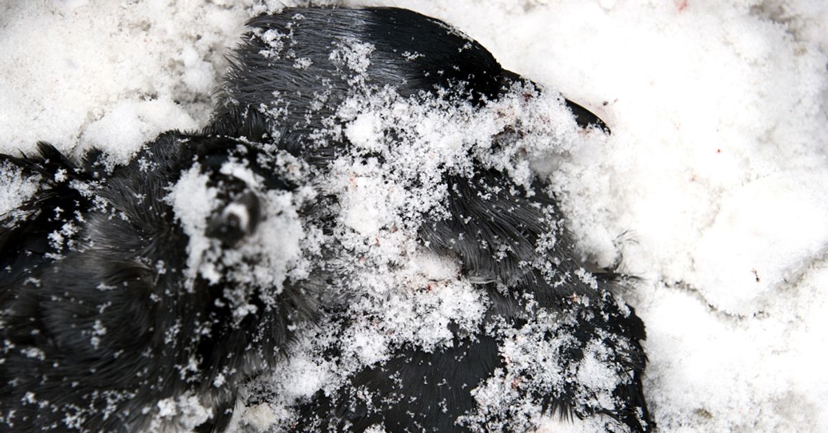 Döda kajor förbryllar helsingborgarna | SVT Nyheter