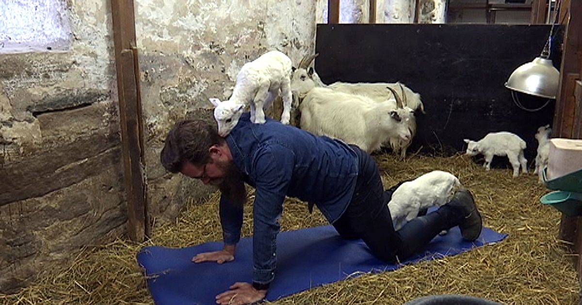 Se de nyfödda killingarna testa getyoga | SVT Nyheter