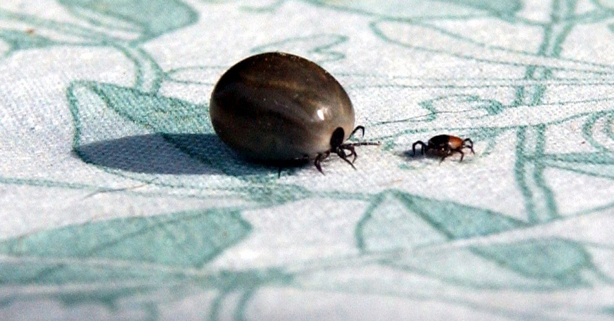 TBE sprider sig över landet | SVT Nyheter