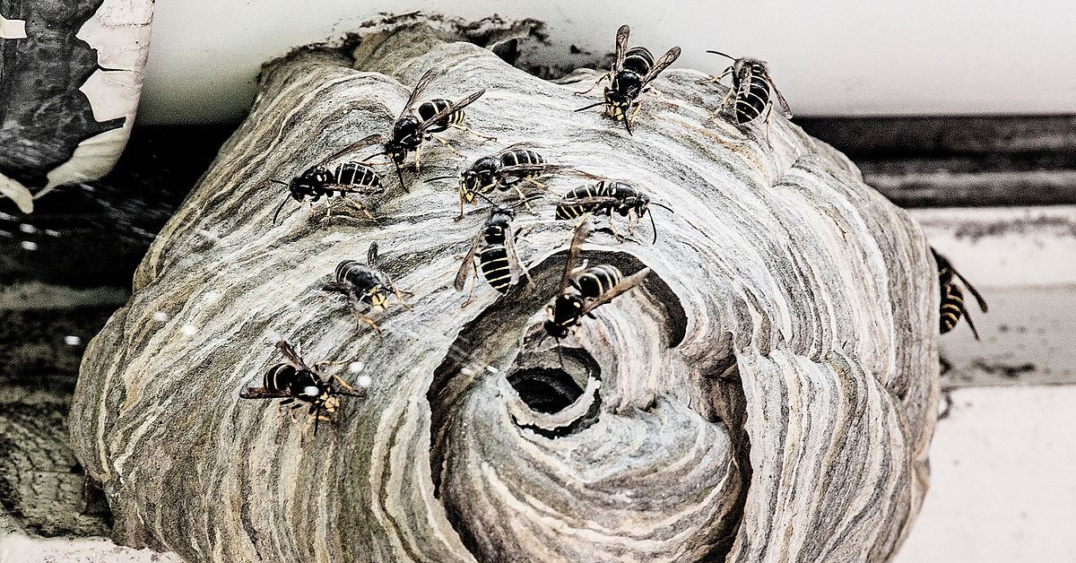 Färre getingar i sommar enligt prognos | SVT Nyheter