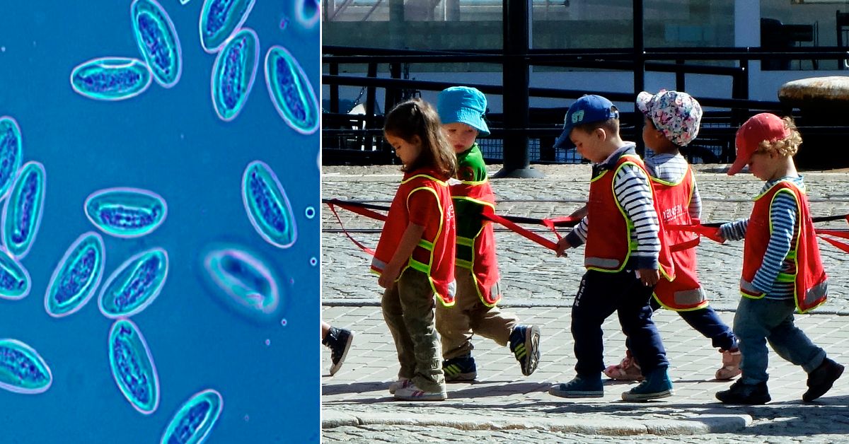 Rekordår för springmask – explosionsartad ökning | SVT Nyheter