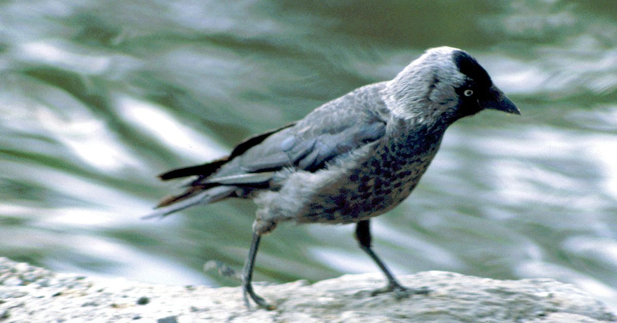 Kajor kolar av kaffe | SVT Nyheter