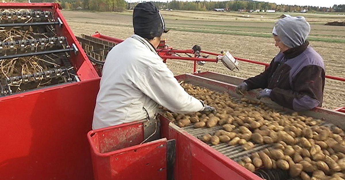 Sommartorkan ger dålig skörd – småpotatis blir djurfoder | SVT Nyheter