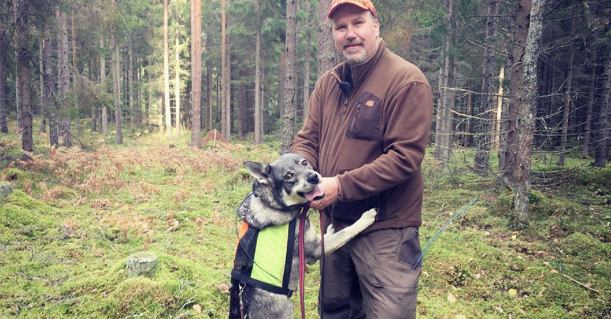 Jägaren Johan om att jaga med hund: ”Det är jaktens Formel 1” | SVT Nyheter