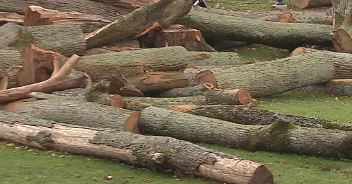 Sjuka almar fällda i Carlanderska parken | SVT Nyheter