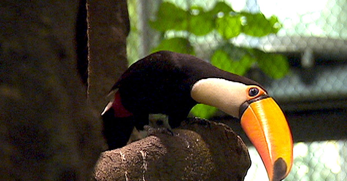 Tukanen Big George är död | SVT Nyheter