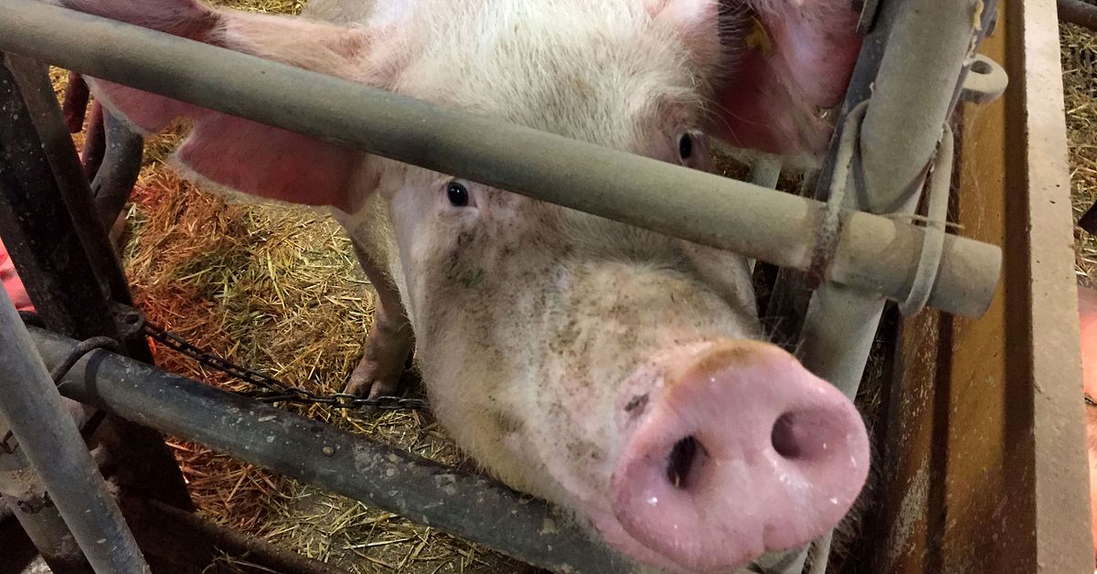 Så ska den afrikanska svinpesten hållas borta från Sverige | SVT Nyheter